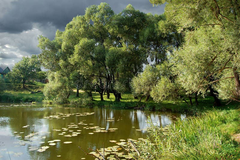 Reflection Of The Forest Picture. Image: 9040244