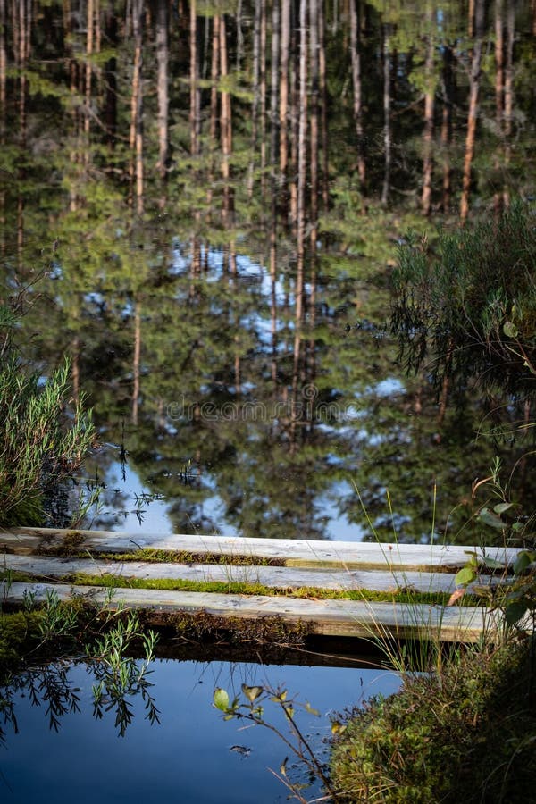 Reflection of a Forest in a Calm Pond with a Wooden Path Crossing Over ...
