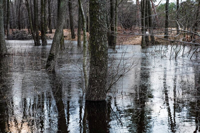Reflection in Forest, Dramatic Scene, Abstract Nature Background Stock ...