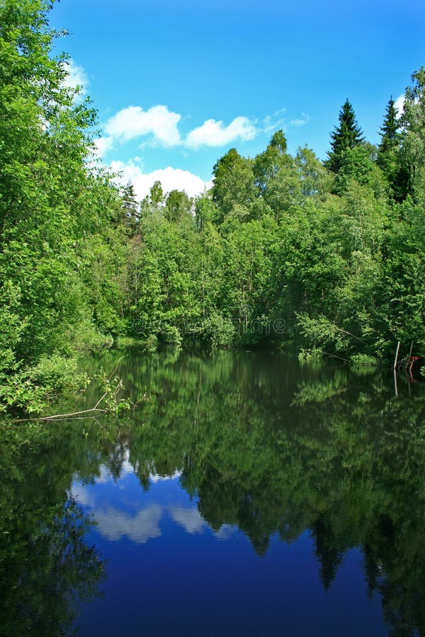 Reflection of the Forest in the Pond Stock Photo - Image of forest ...