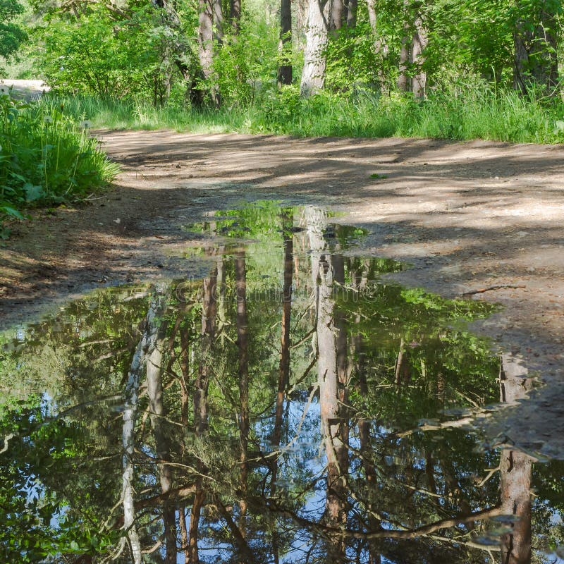 Reflection of the Forest in a Puddle at Peninsula Darss, Germany Stock ...