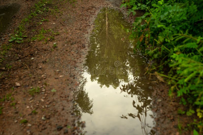 Reflection of the Forest in a Puddle on the Road Stock Photo - Image of ...