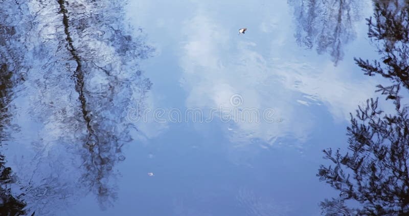 Reflection of Forest Trees on River Surface. Stock Video - Video of ...