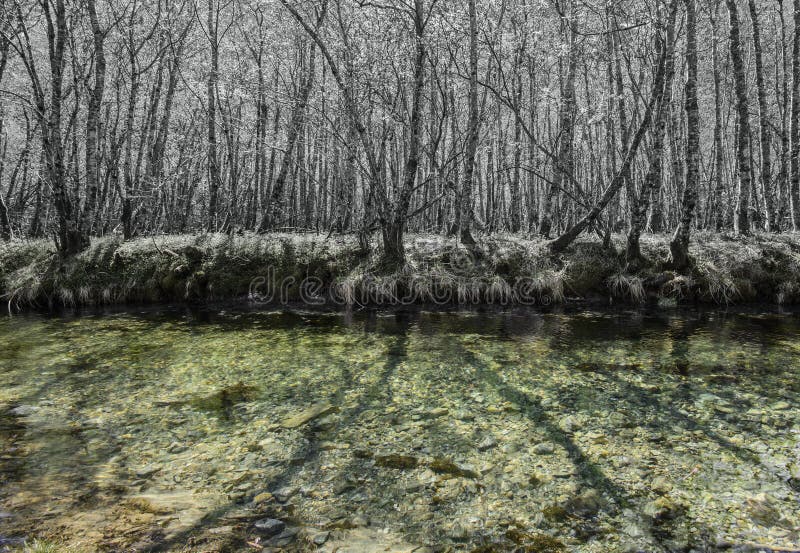 Reflection stock photo. Image of shadows, forest, mirror - 39800618