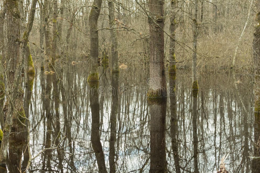 Reflection of the Forest in the Water Stock Photo - Image of spring ...