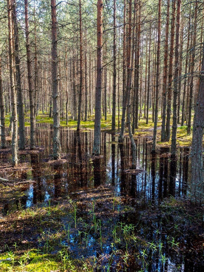 Forest reflected in water stock photo. Image of dream - 120423198