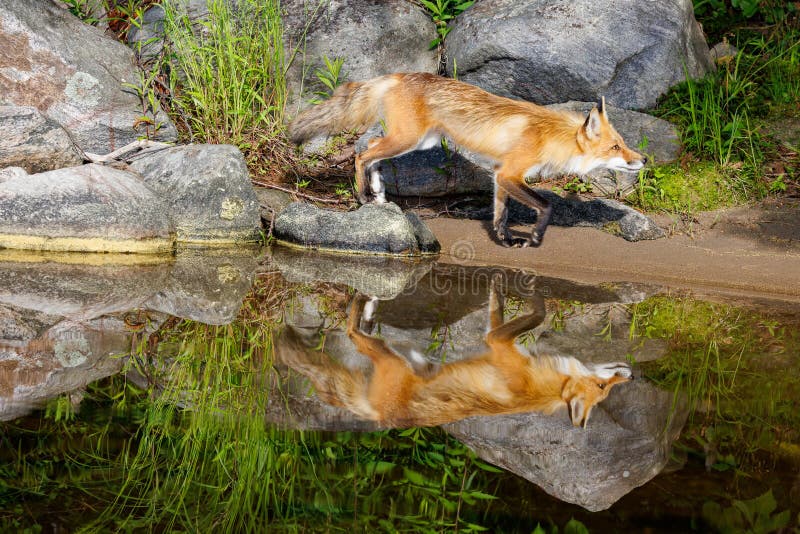 Reflection of a Fox in Pond with Rocks and Vegetation. Stock Photo - Image of beauty, peaceful ...