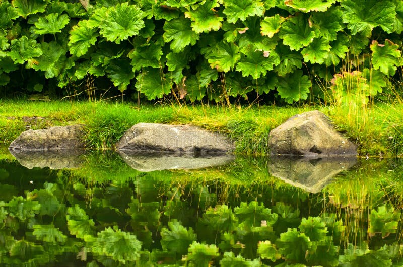 Reflection of Garden Plants and Stones in Water Stock Photo - Image of ...