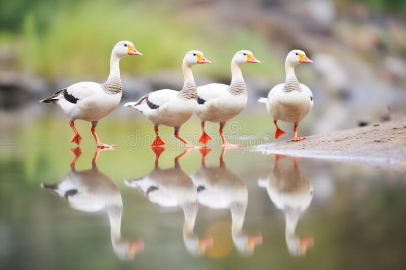 Reflection of Geese Line Walking in Pond Water Stock Photo - Image of bird, nature: 301272576
