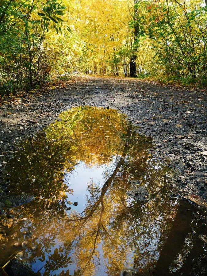 Reflection of the Golden Autumn in a Puddle Stock Image - Image of landscape, swamp: 106429635