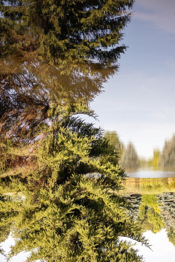 The Reflection of a Green Fir Branch in the Water Stock Photo - Image ...