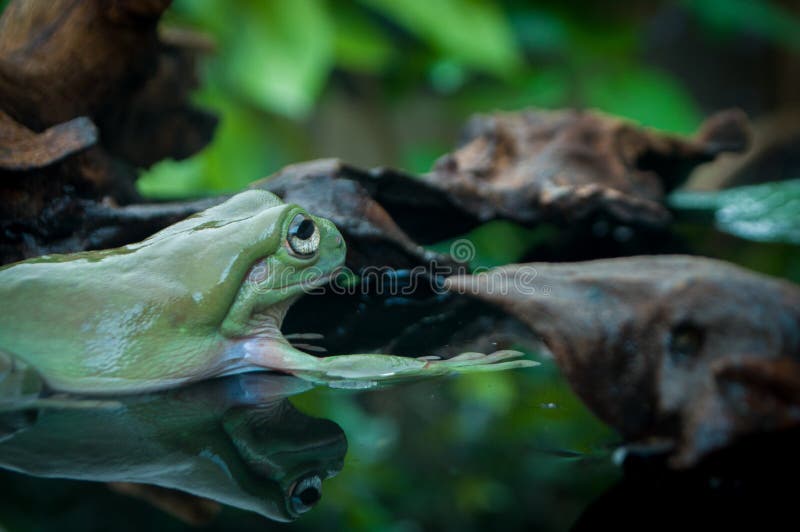 A Fat Green Tree Frog Perched among the Leaves Stock Photo - Image of ...