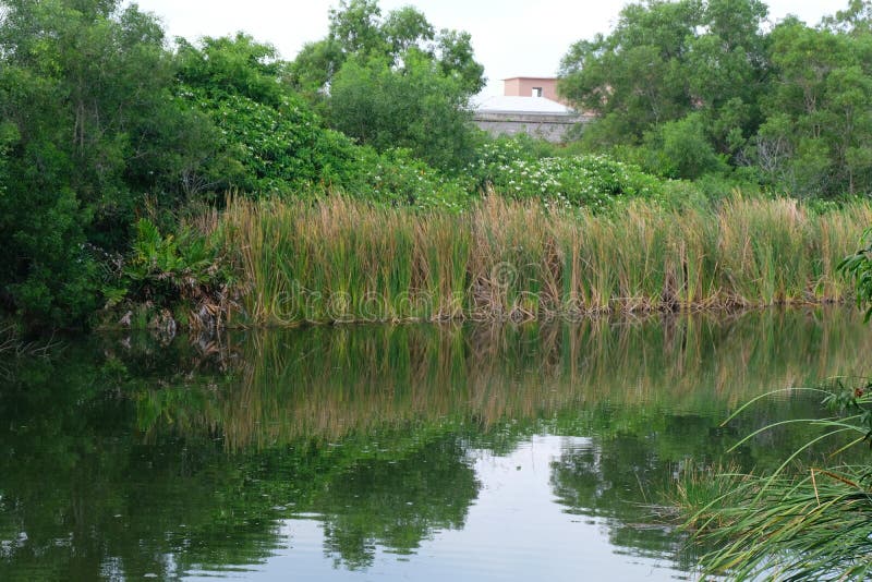 Grass in Pond stock image. Image of swamp, pond, reflective - 48602899