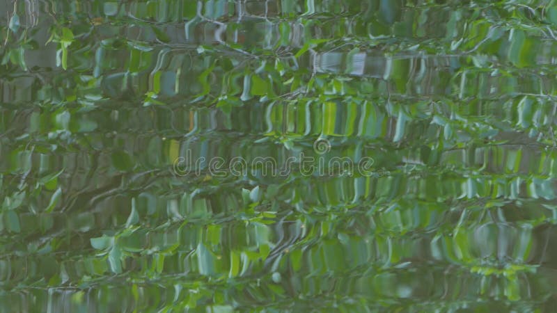 Reflection of Green Leaf on Water. Stock Video - Video of nature ...