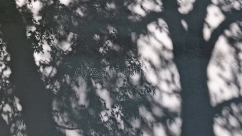 Reflection of Green Tree Leaves. Natural Shadows Overlay on White ...