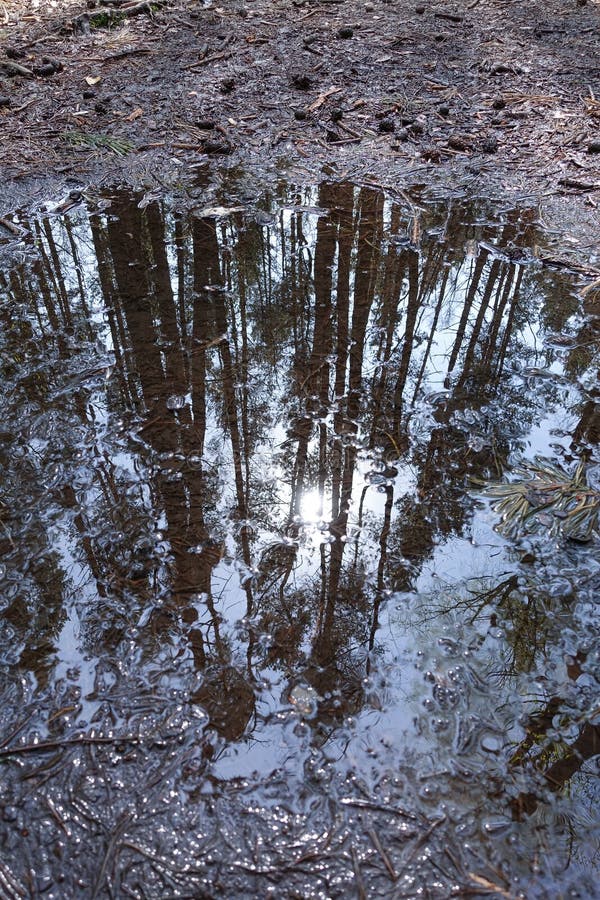 A Reflection of Green Trees in a Puddle, Water Surface, Forest and ...