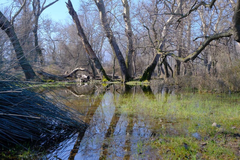 Reflection of Huge Tree on Bog and Marshy Pond and Water. Stock Photo ...