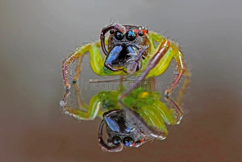 Reflection Jumping Spider on the Mirror Stock Image - Image of detail ...