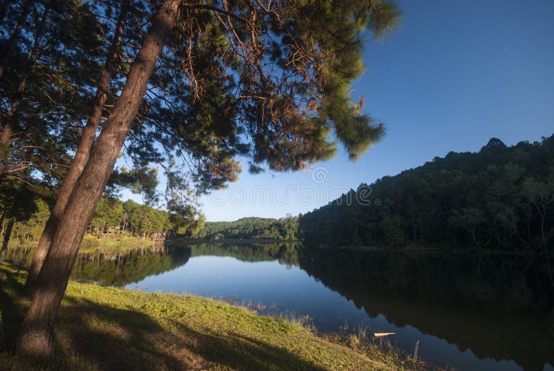 Reflection of the Pine Forest in the Evening Stock Photo - Image of ...