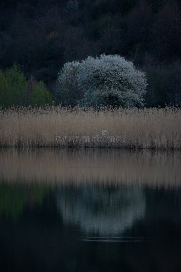 Reflection on the lake stock image. Image of reflection - 179734353