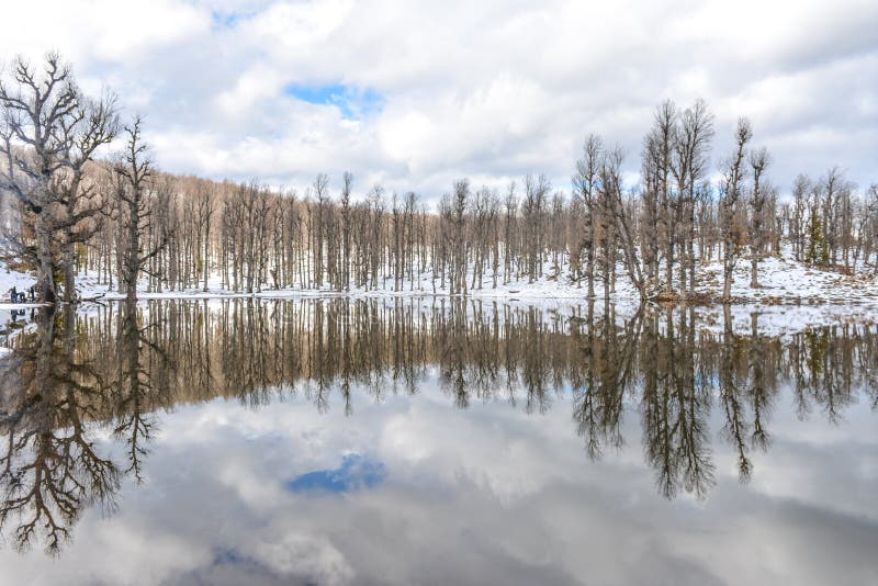 Reflection in Lake Snow, Reflection of Trees on Lake in Winter, Winter ...