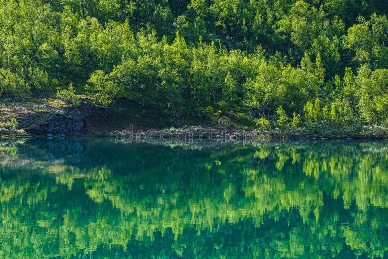 Reflection of Leafy Trees of a Forest on a Scenic Mirror Lake, a ...