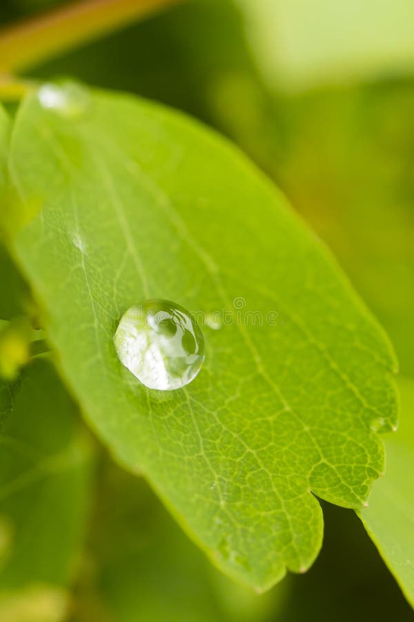 Reflection of Leaves on Dew Drop on Leaf Stock Photo - Image of drop ...
