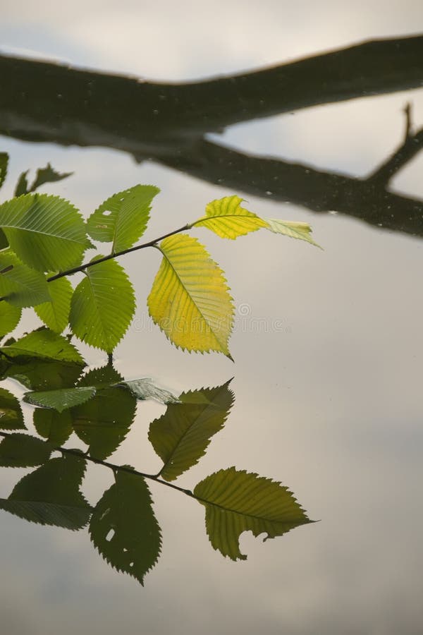Reflection of leaves stock image. Image of flora, calm - 252077493