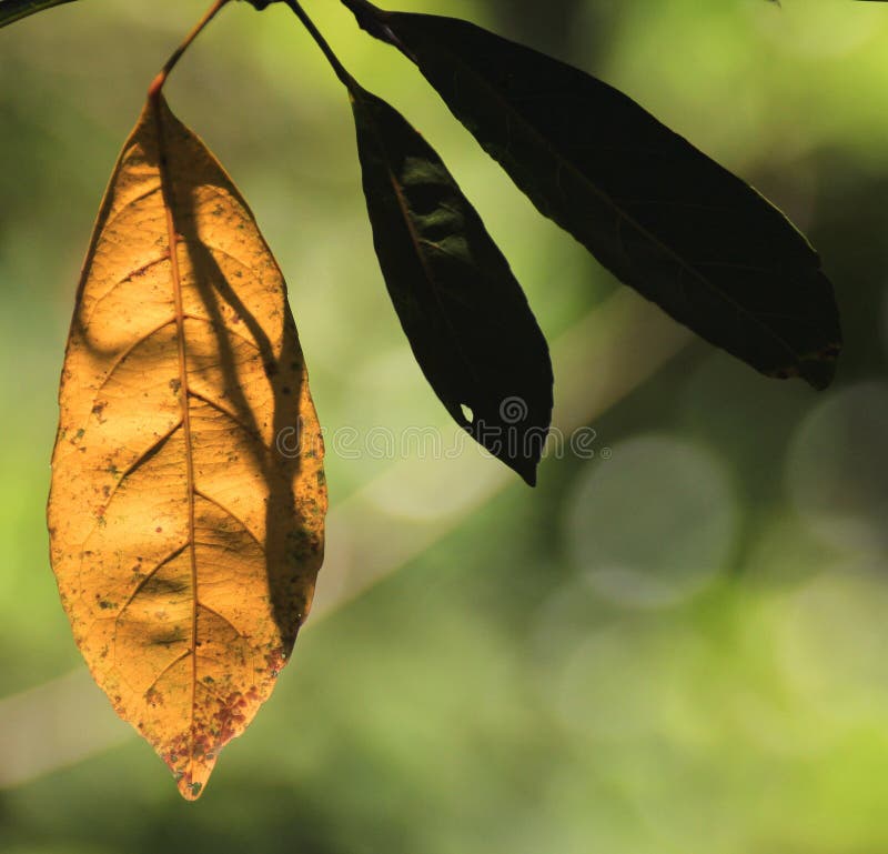 Reflection of the Leaves Under Sunlight Stock Image - Image of shade ...