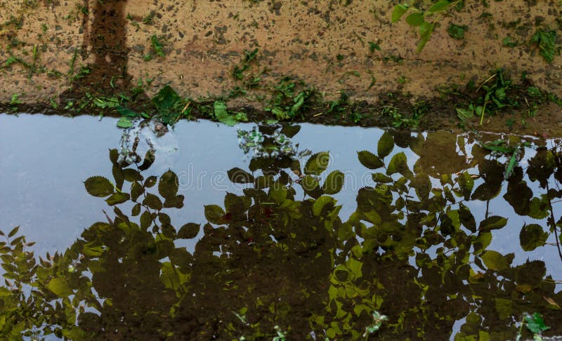 Reflection of leaves stock image. Image of trench, beautiful - 75577207