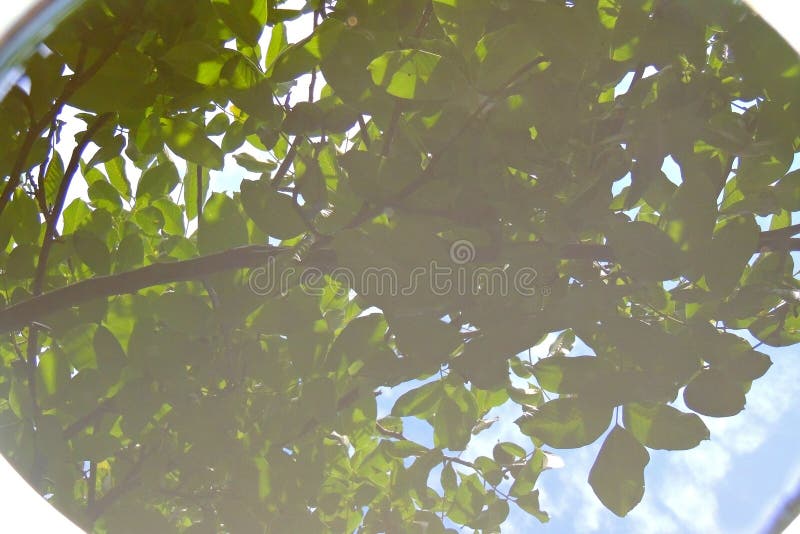 Reflection of Leaves in Water Stock Image - Image of light, natural ...