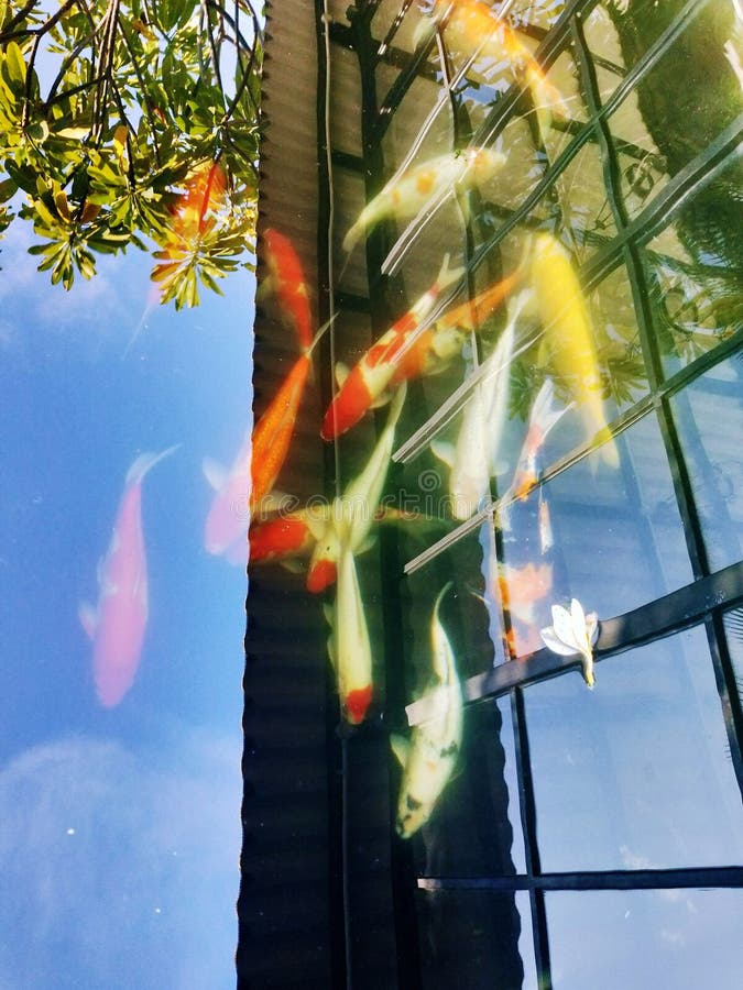 The Reflection of Light and Shadow Makes the Colors of the Koi Fish ...