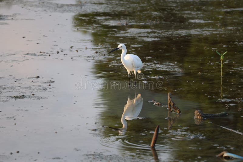 Reflection of Little Egret Bird at Around the Mangrove Forest Stock Photo - Image of mangrove ...