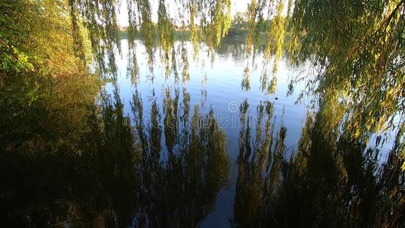 Reflection Long Descending Branches of Willow Tree on Smooth Calm Water ...