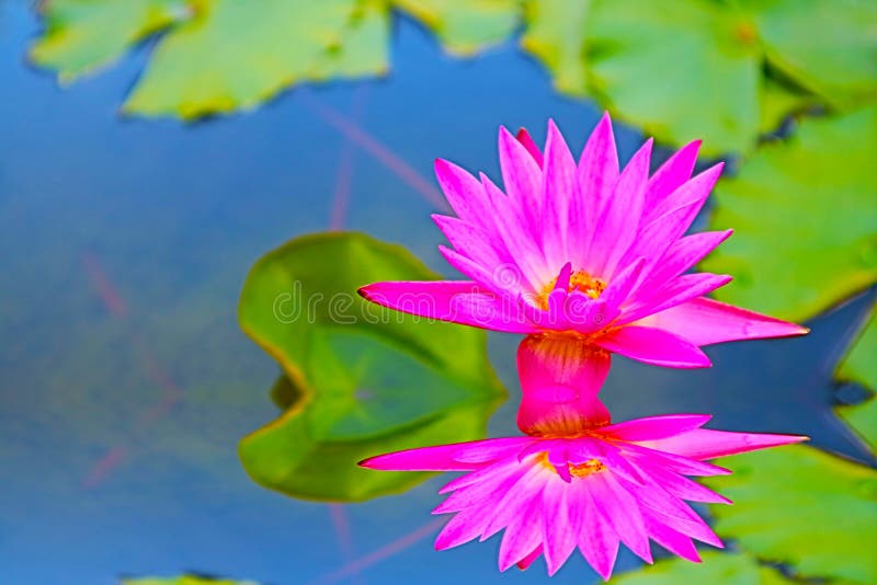Reflection of Magenta Lotus Flower Blooming on Water Stock Photo ...