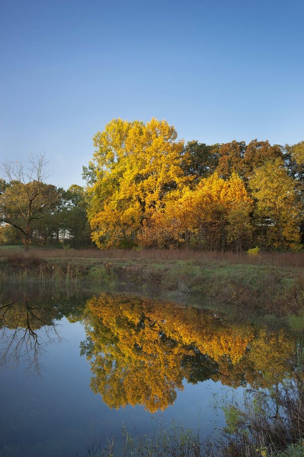 Mature Maple Trees in Forest Stock Image - Image of midwest, trunk ...