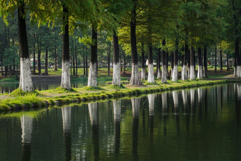 Reflection of Metasequoia Trees on a Lake Stock Photo - Image of light ...