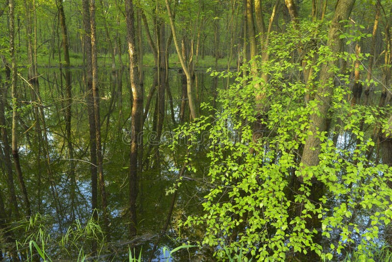 Reflection in Midwest Forest. Stock Image - Image of scenery, outdoor ...