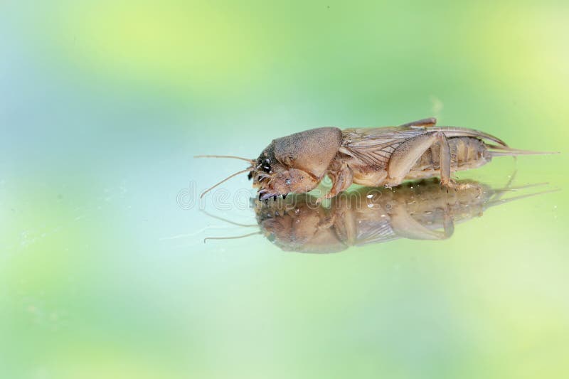 Reflection of a Mole Cricket on a Mirror. Stock Image - Image of insect ...