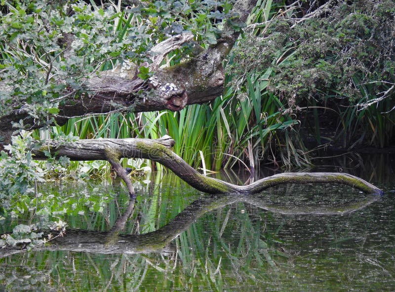 Reflection of a Moss Covered Log in the Lake Stock Photo - Image of ...
