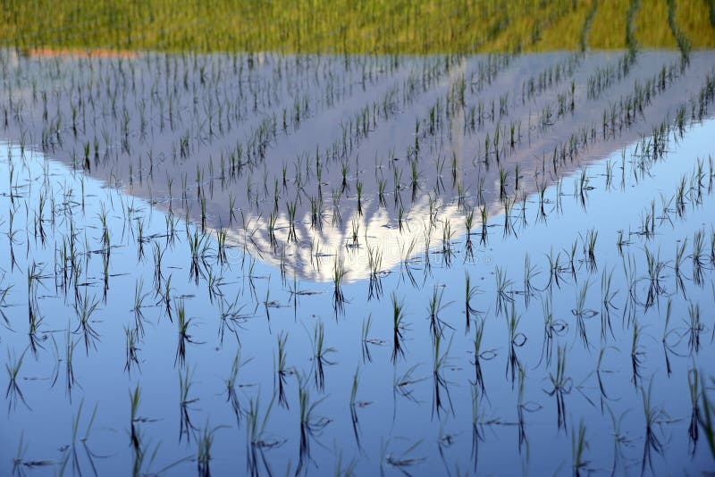 Mount Fuji and rice field stock image. Image of rural - 81530117