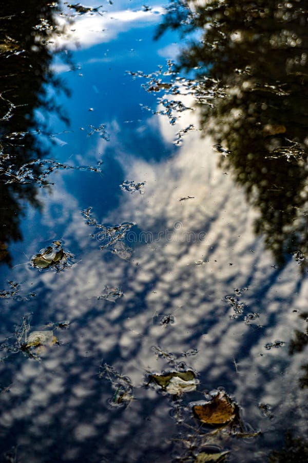 Reflection of Nature and Forest in the Water Surface Stock Image ...
