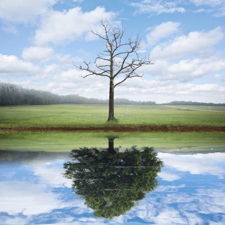 Reflection of Old and New Tree. Stock Photo - Image of concept, spring ...