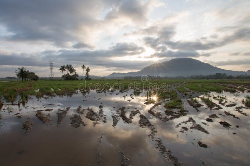 Reflection of Paddy Field with Muddy Land in Foreground. Stock Photo ...