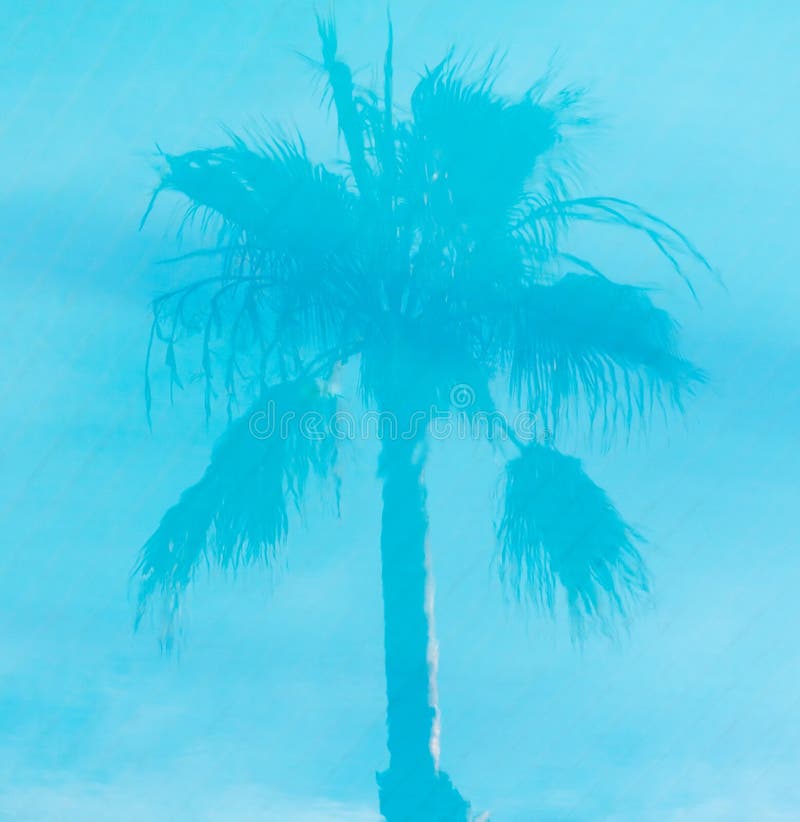 Reflection of a Palm Tree in the Blue Water of the Pool. Stock Photo ...