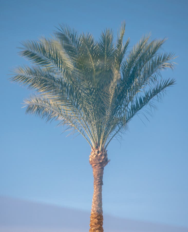 Reflection of a Palm Tree in the Blue Water of the Pool. Stock Image ...