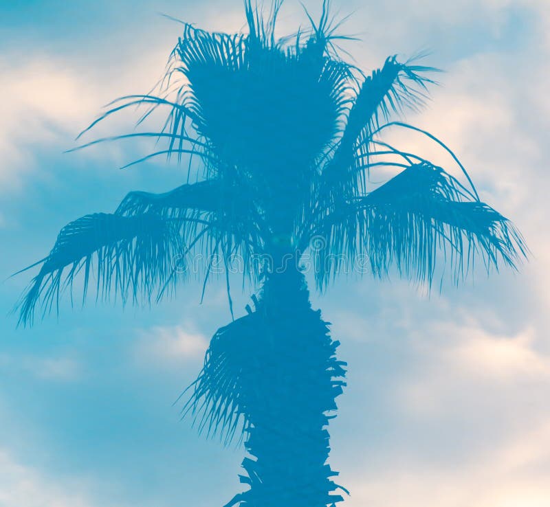 Reflection of a Palm Tree in the Blue Water of the Pool. Stock Photo ...