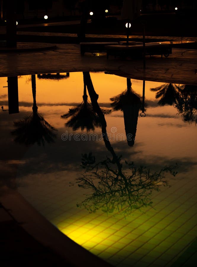 Reflection of a Palm Tree in the Pool at Sunset. Stock Image - Image of ...