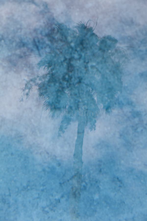 Lit Pool at Night with Palm Tree Stock Photo - Image of night, smooth ...