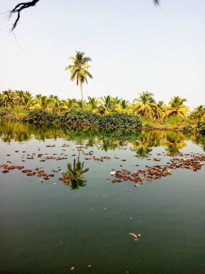 Reflection of Palm Tree on Water Stock Illustration - Illustration of ...